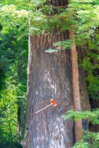17 Best Hikes in Redwood National Park