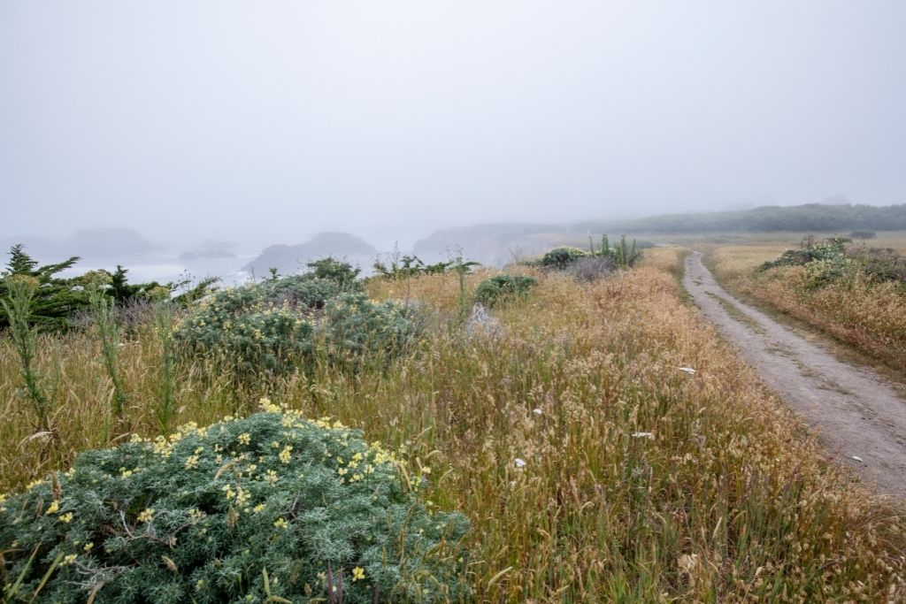 Top 11 Sonoma Coast State Park Hiking Trails (2024)