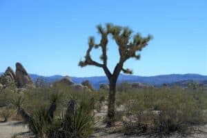 Does The Joshua Tree Have Spiritual Energy? 2023 - Bae Area and Beyond