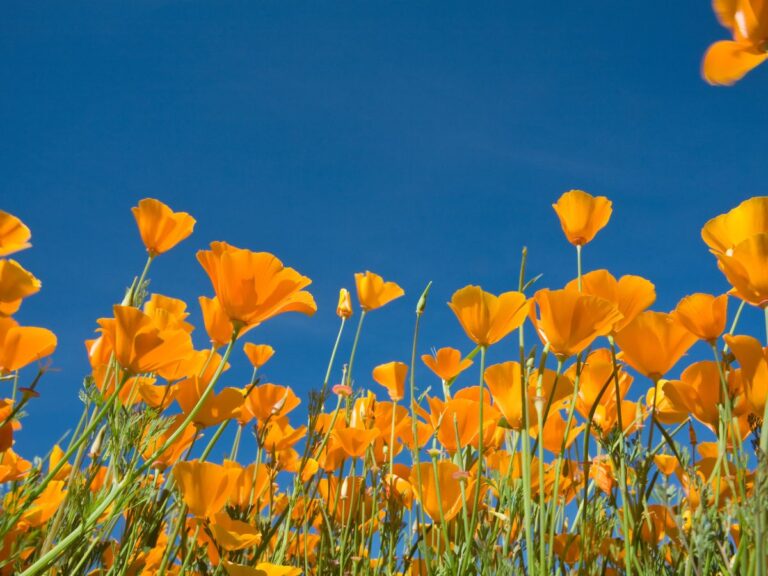 15 Reasons Why Is California Called The Golden State