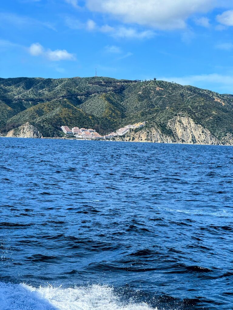 Dogs On Catalina Island (Best Dog-Friendly Guide)