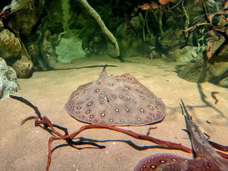 21 Reasons To Visit The California Academy of Sciences